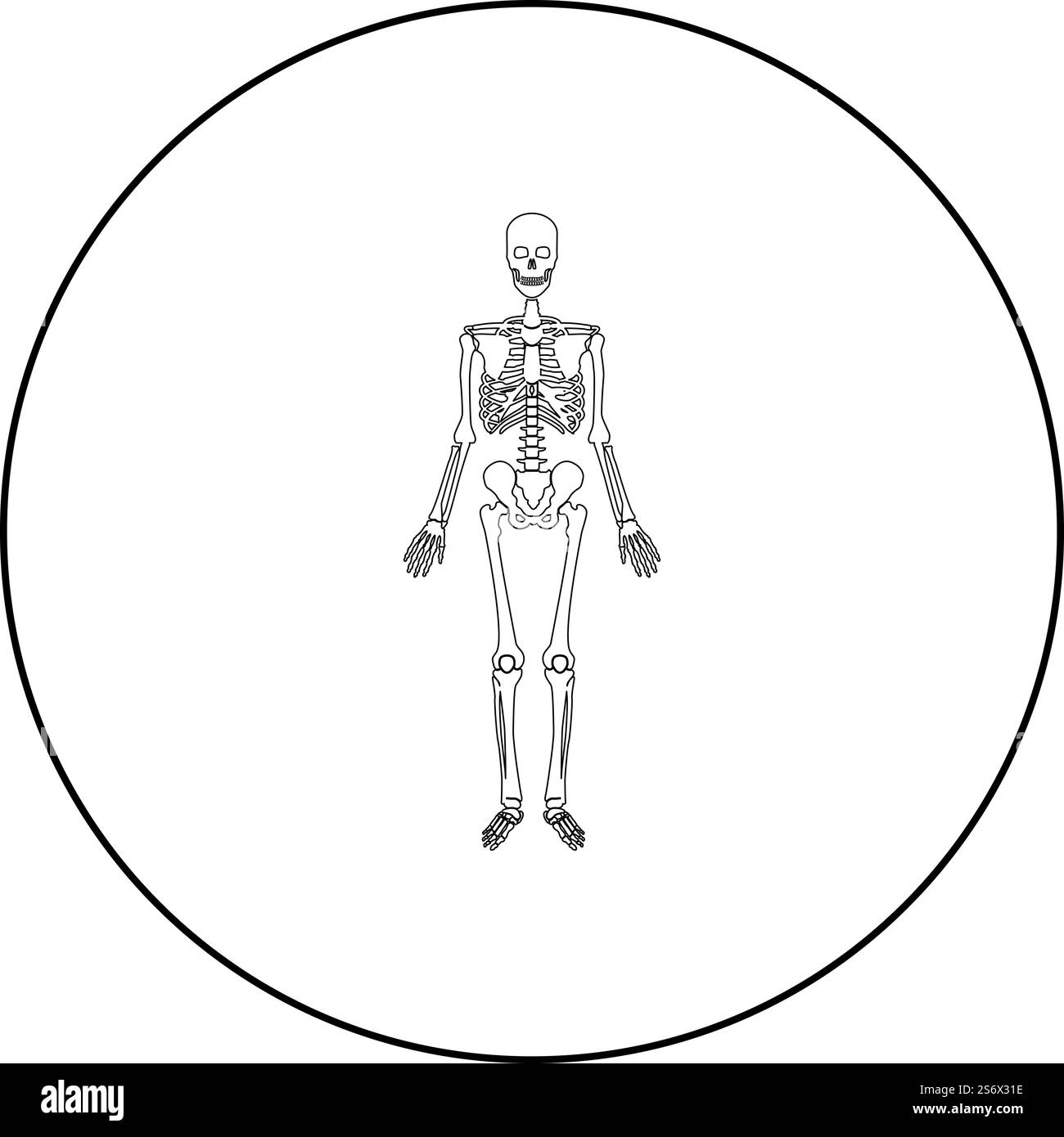 Skeleton human icon in circle round black color vector illustration ...