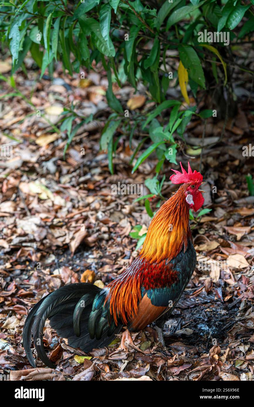 A long tailed rooster chicken is standing in the outdoor garden Stock ...