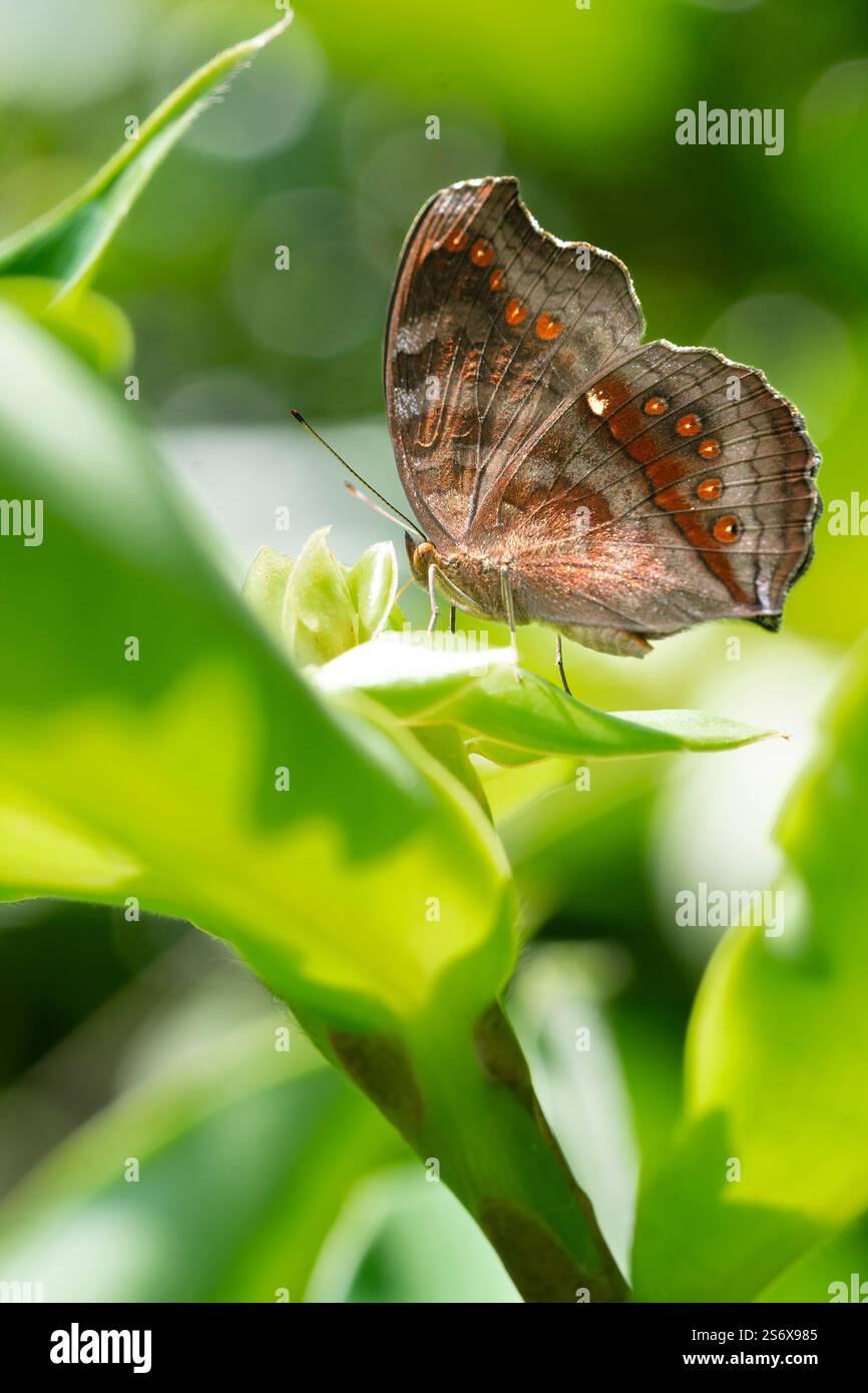 Dark brown orange color dotted butterfly sitting in green leaf outdoor ...