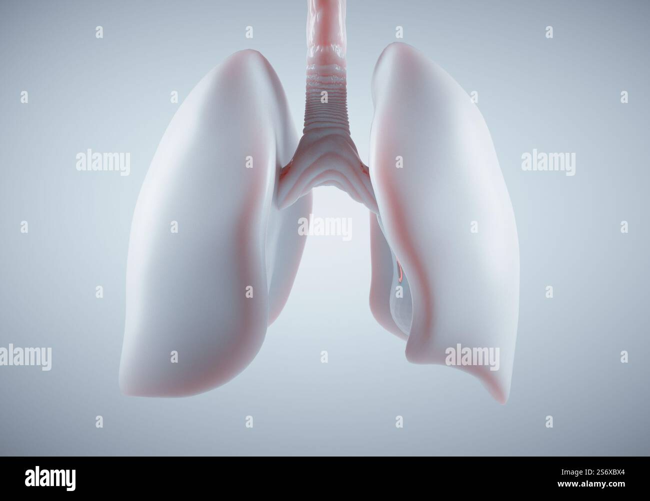 Human Lung on white background, This is a 3d render illustration Stock ...