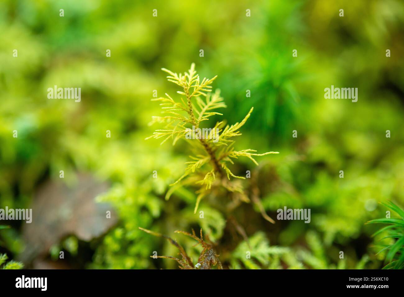 macro images of moss showing a secret canopy in the forest Stock Photo ...