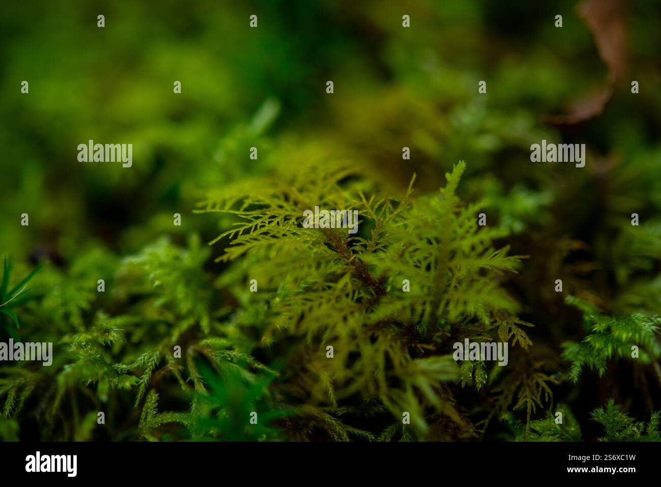 macro images of moss showing a secret canopy in the forest Stock Photo ...