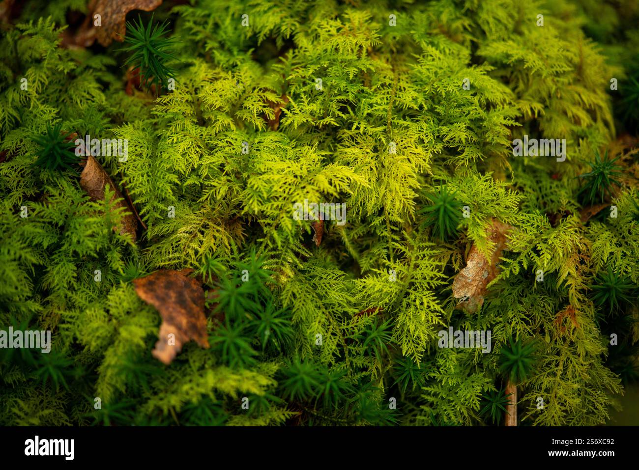 macro images of moss showing a secret canopy in the forest Stock Photo ...