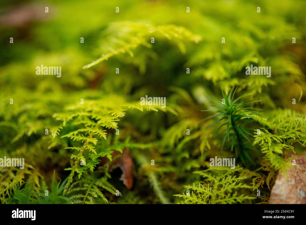 macro images of moss showing a secret canopy in the forest Stock Photo ...