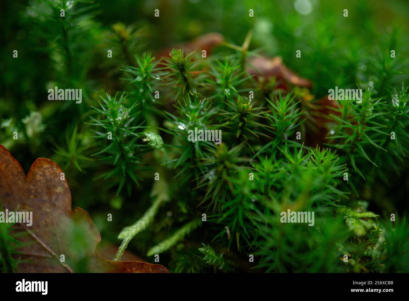 macro images of moss showing a secret canopy in the forest Stock Photo ...