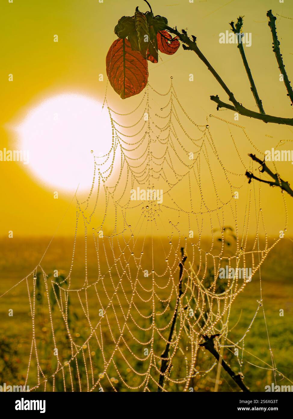 Cobwebs on branches close hi-res stock photography and images - Alamy