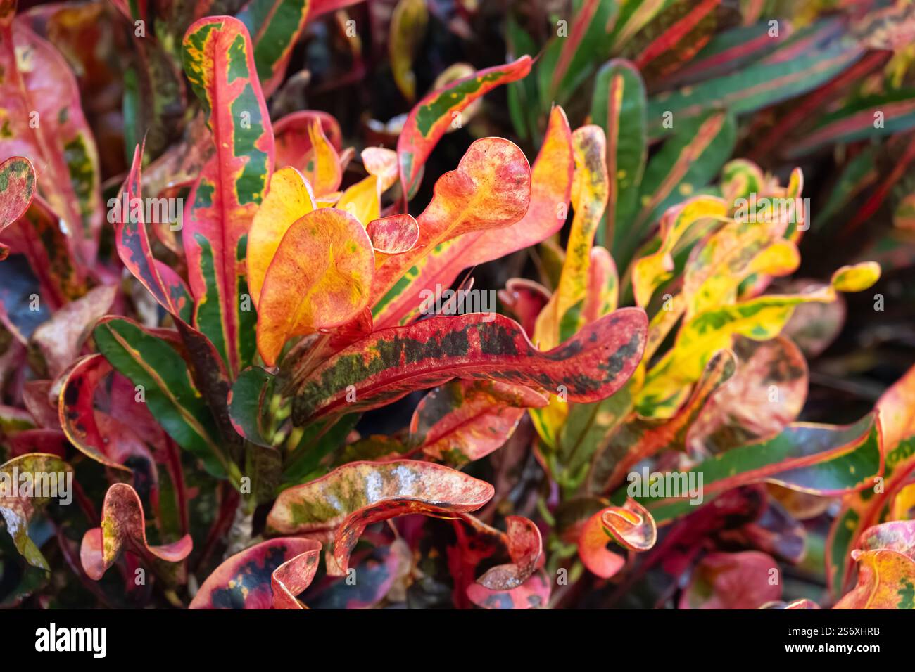 Colorful variegated crotons (Codiaeum variegatum) on the campus of ...