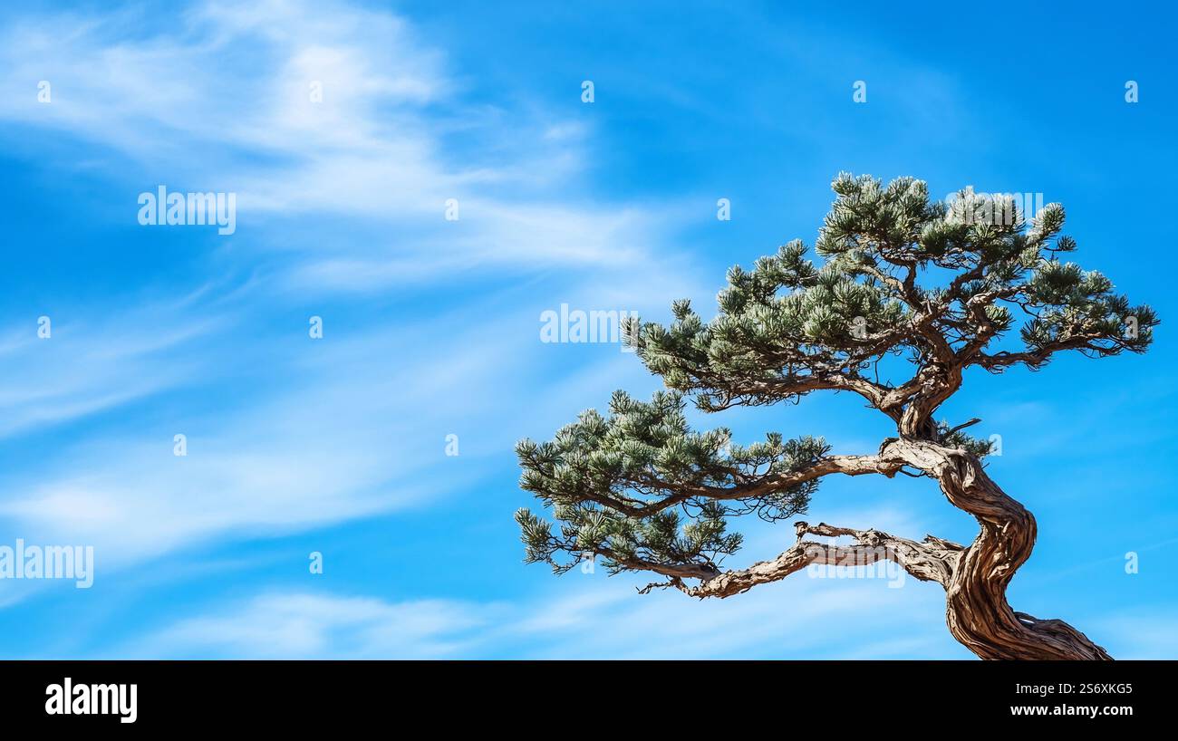 Twisted and gnarled pine tree with its branches reaching up against a ...