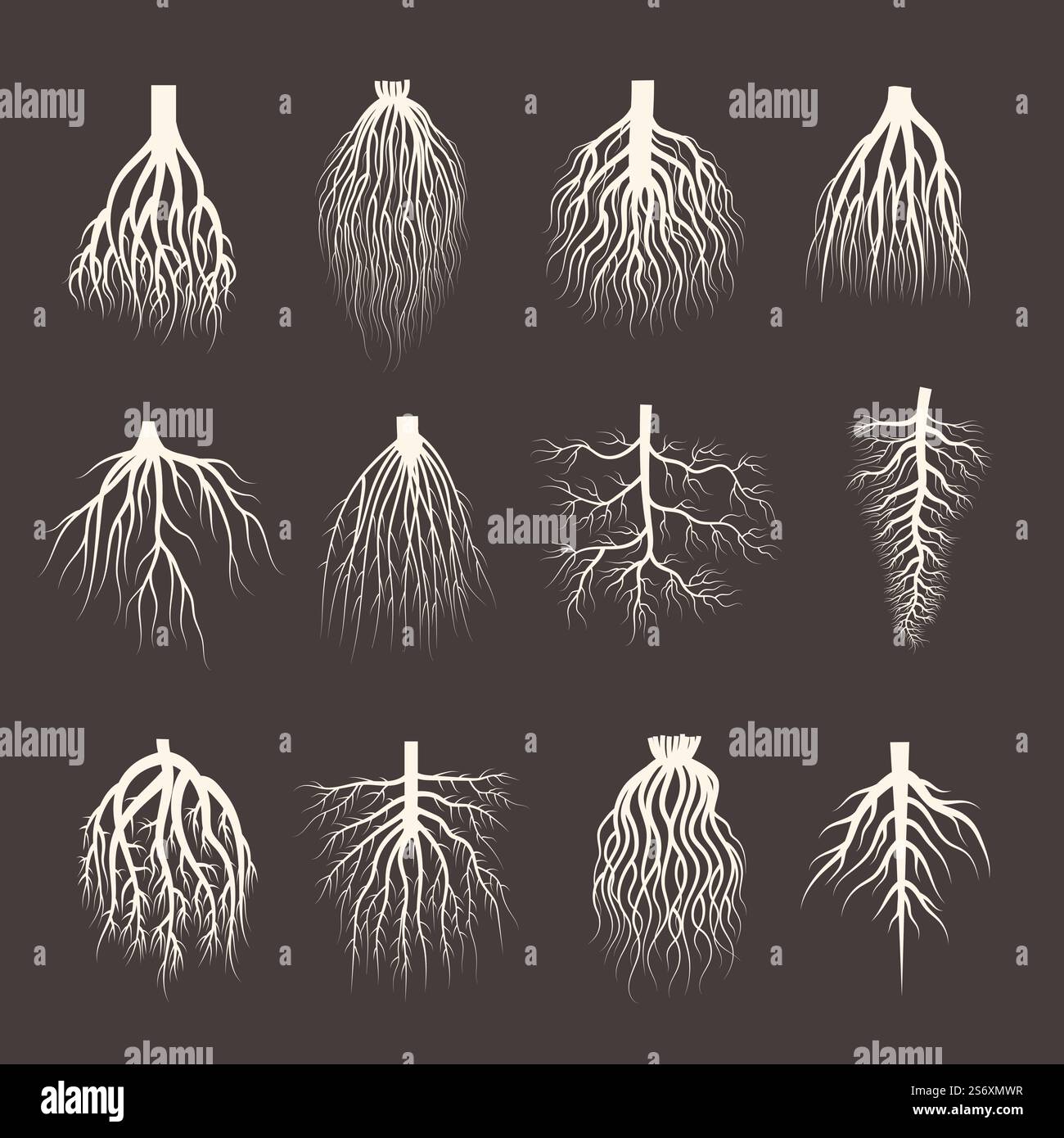 Root system. Wooden roots from tree botanical plants symbols creep ...