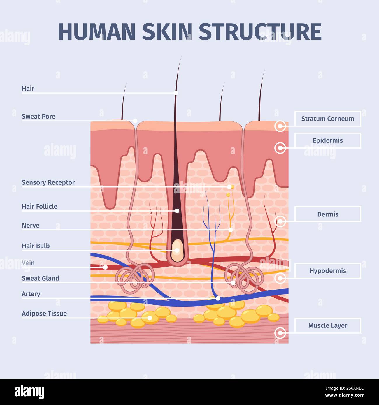 Skin layers. Detailed illustrations of human structure anatomy peles ...
