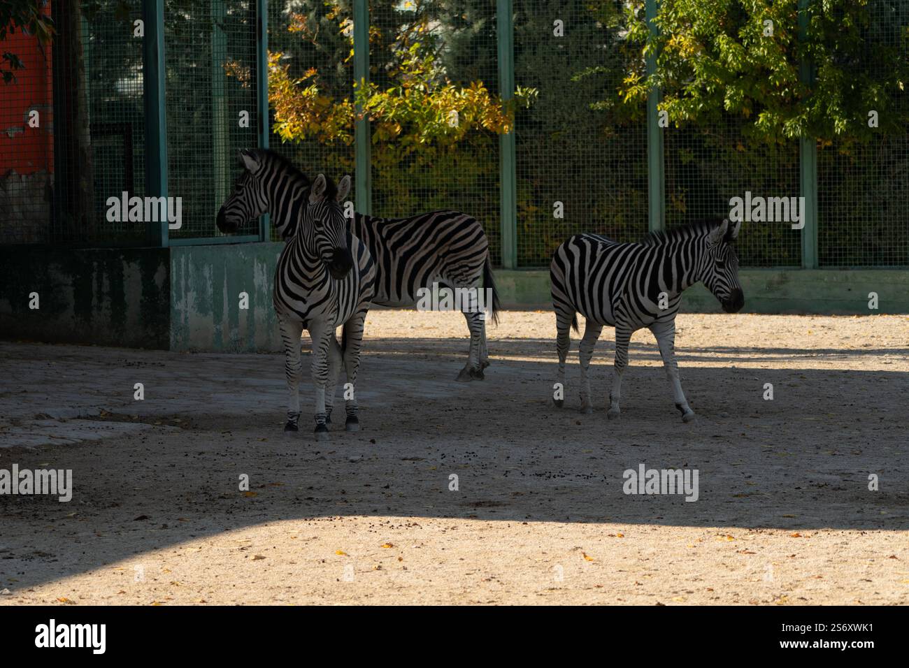 Zebras Zoo Enclosure Daytime: Two zebras stand in a zoo enclosure on a ...