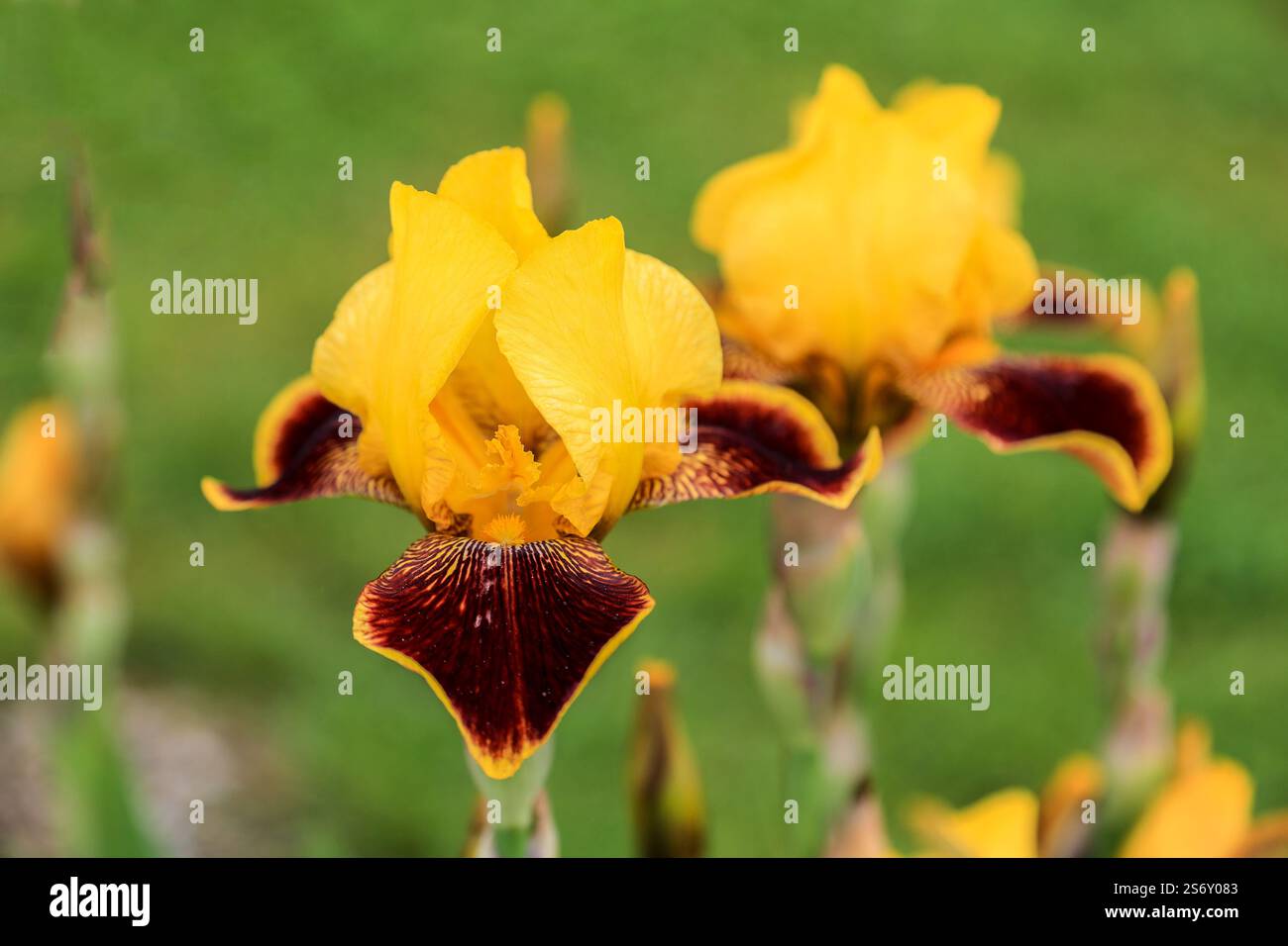 Iris flower - Whoop Em Up - golden yellow standards, maroon falls with ...