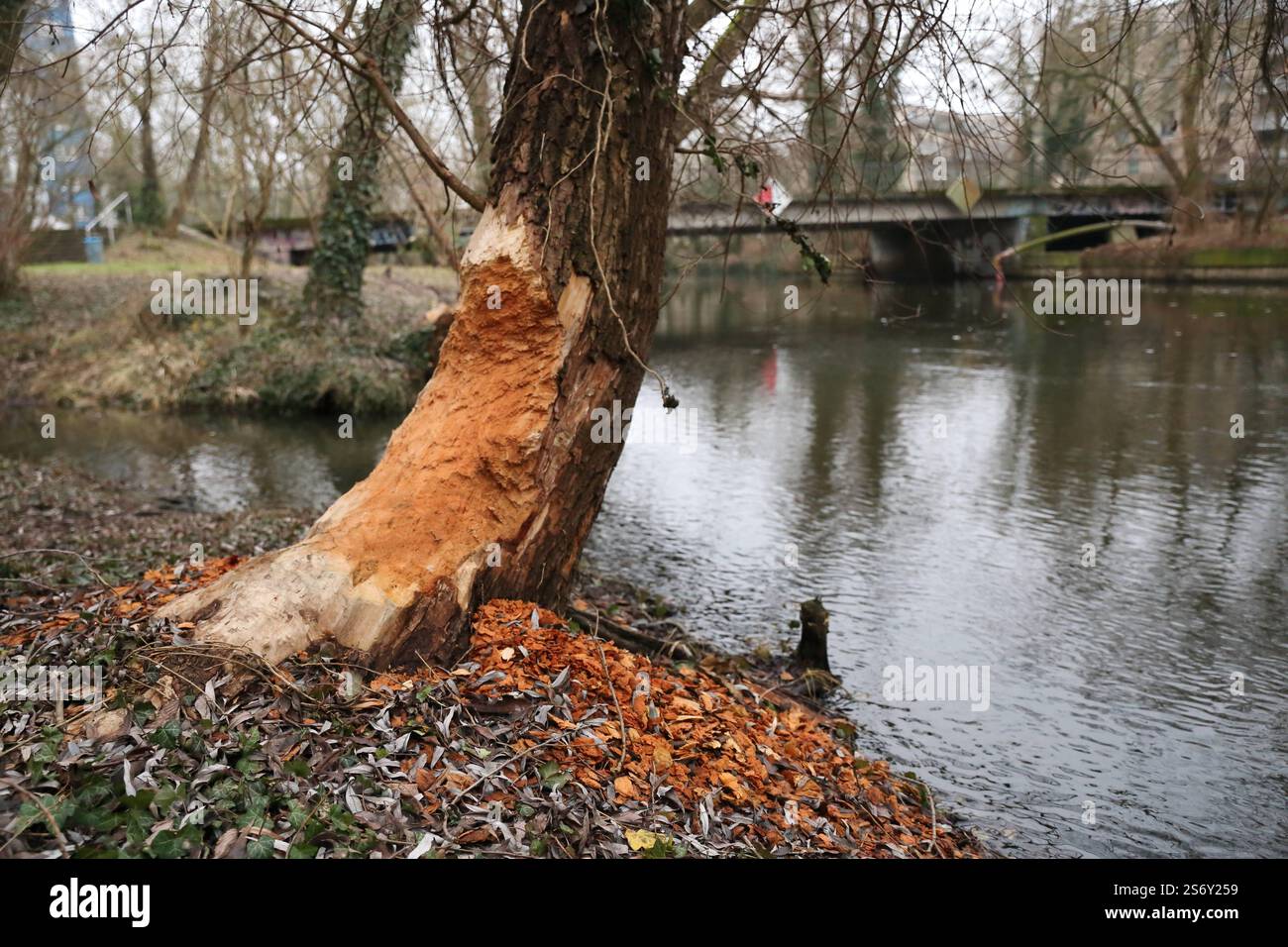 Ein von Bibern angenagter Baum am Ufer der Nuthe in Potsdam, 17. Januar ...