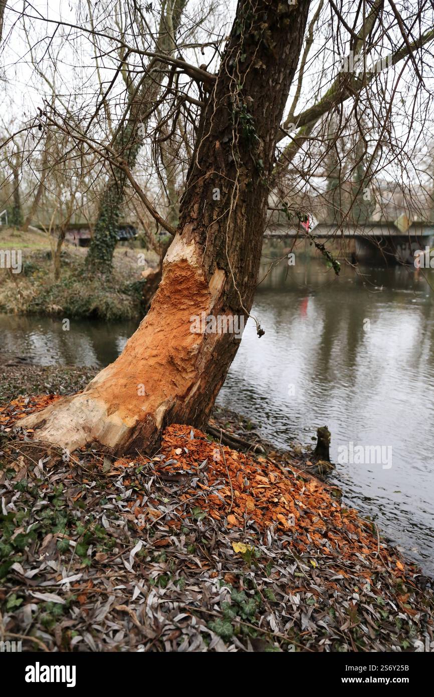 Ein von Bibern angenagter Baum am Ufer der Nuthe in Potsdam, 17. Januar ...