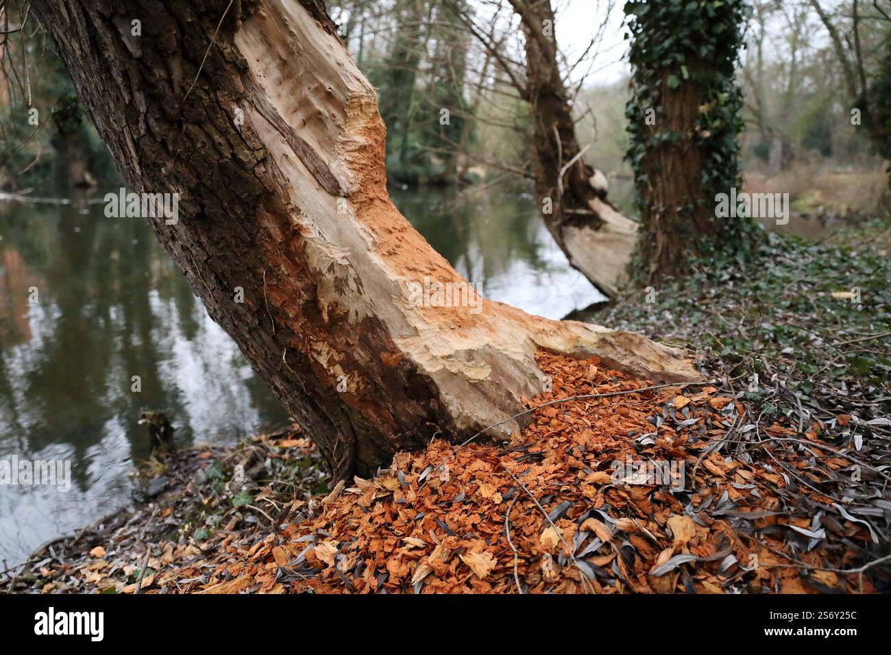 Ein von Bibern angenagter Baum am Ufer der Nuthe in Potsdam, 17. Januar ...