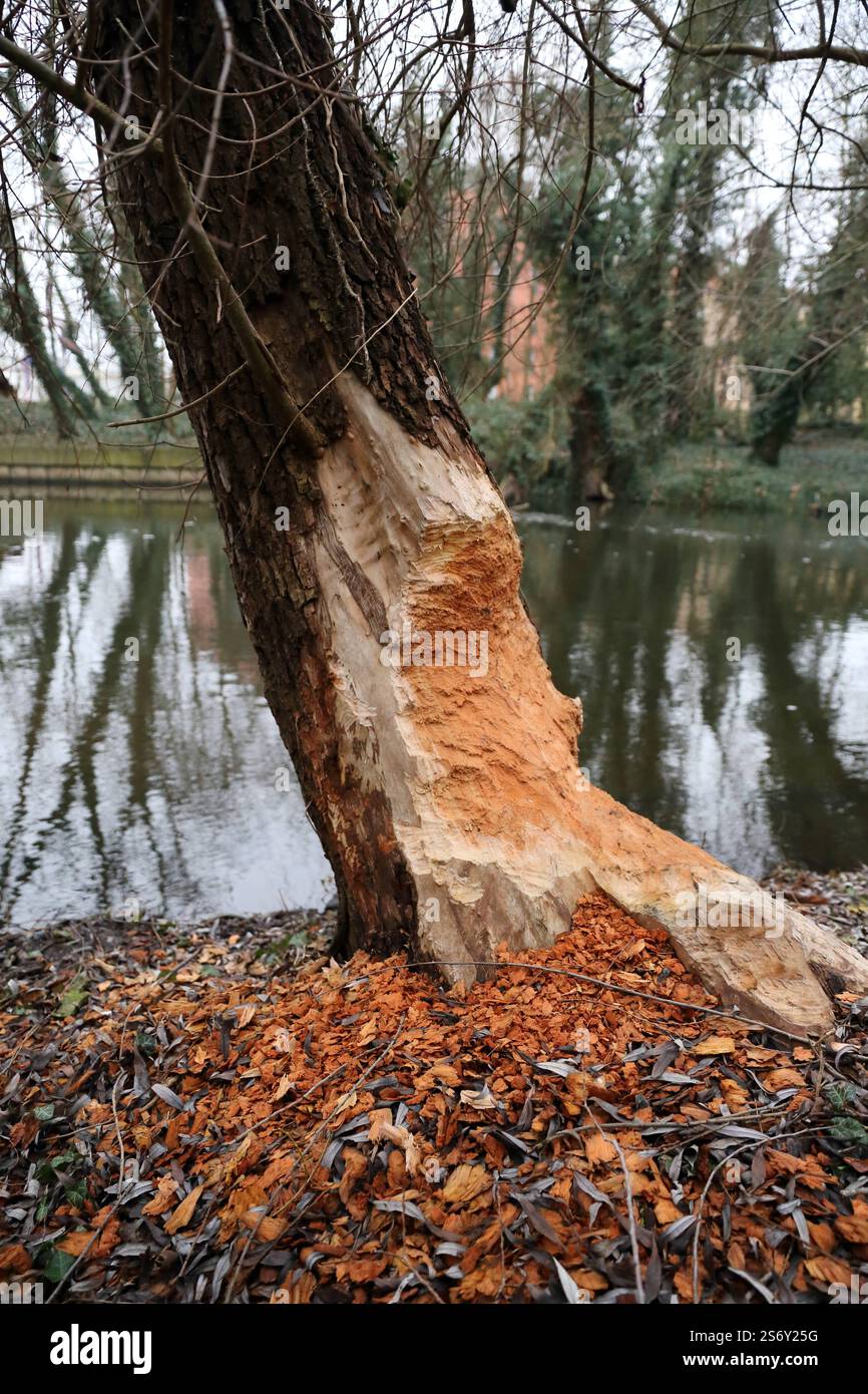 Ein von Bibern angenagter Baum am Ufer der Nuthe in Potsdam, 17. Januar ...