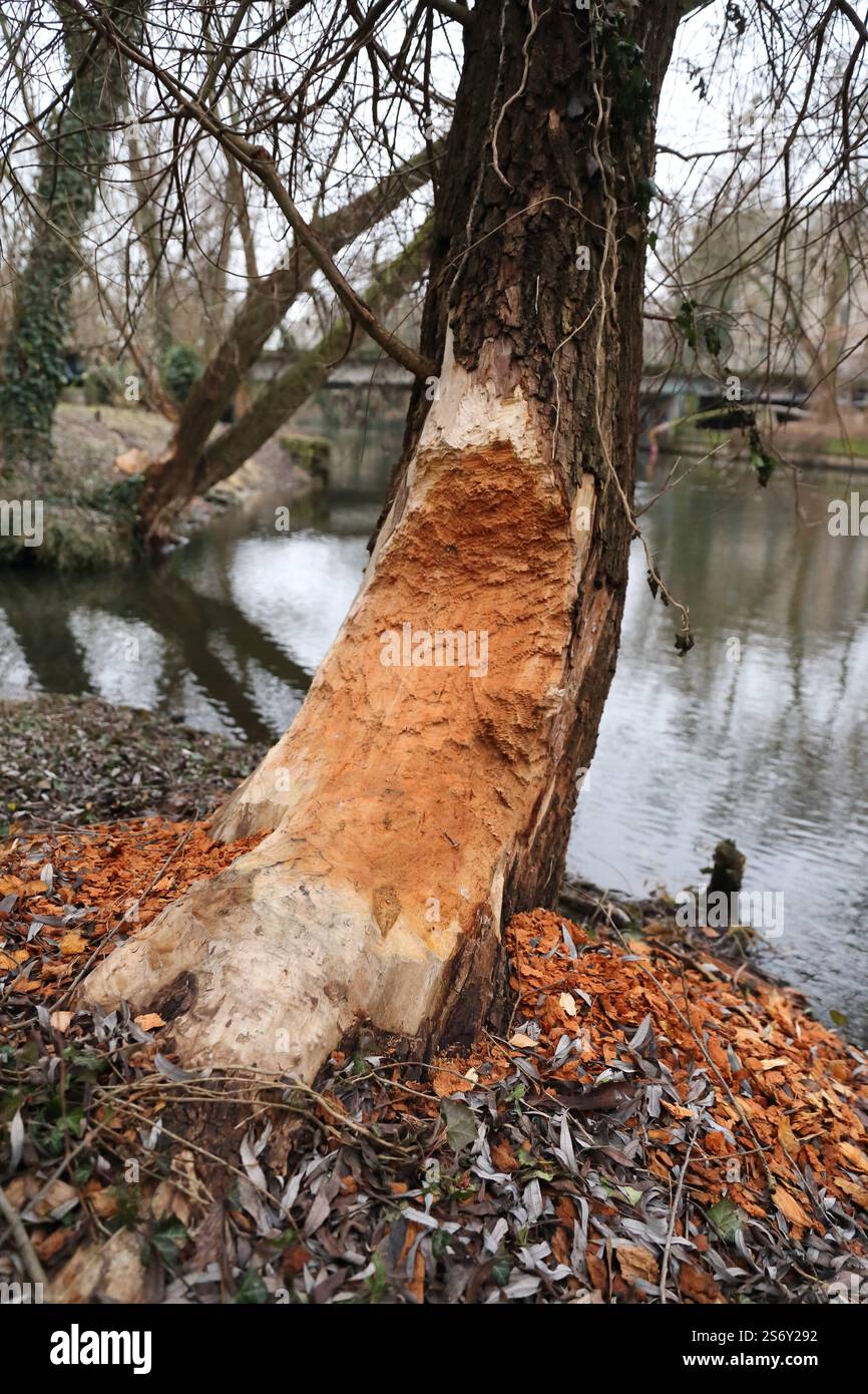 Ein von Bibern angenagter Baum am Ufer der Nuthe in Potsdam, 17. Januar ...
