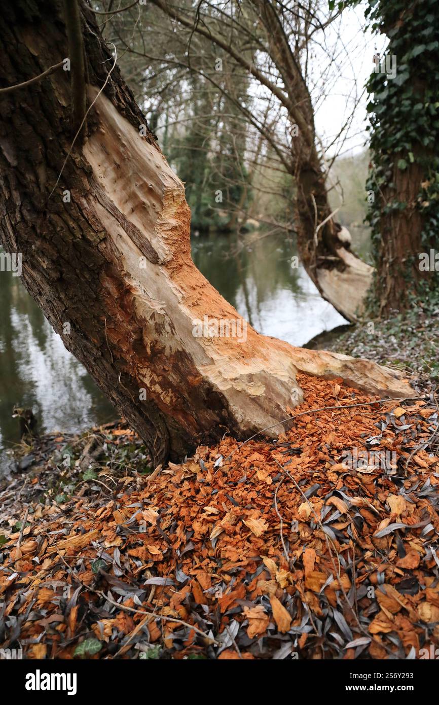 Ein von Bibern angenagter Baum am Ufer der Nuthe in Potsdam, 17. Januar ...