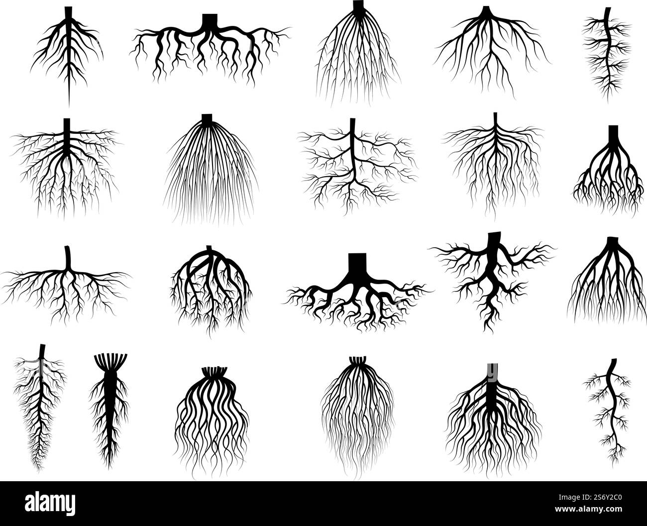 Root plants. Botanical symbols root systems from creep trees recent ...