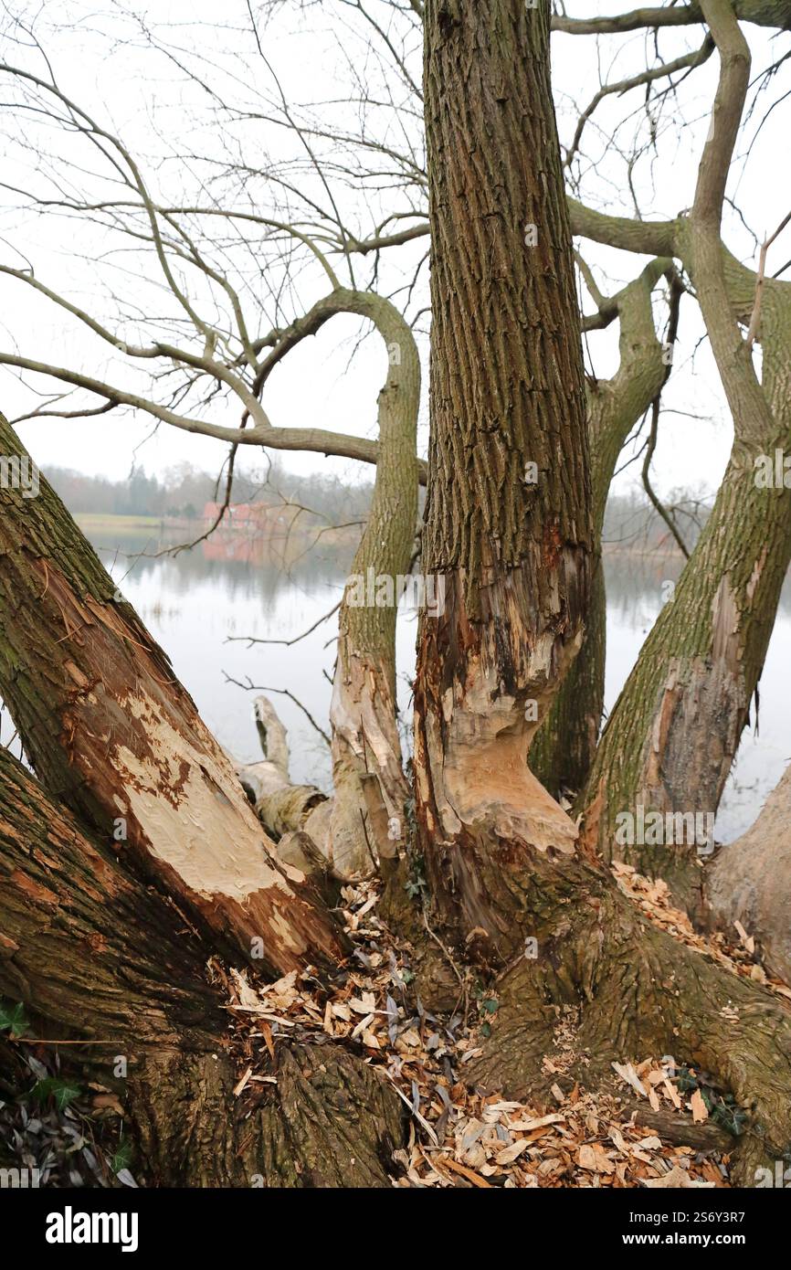 Ein von Bibern angenagter Baum am Heiligen See im Neuen Garten in ...
