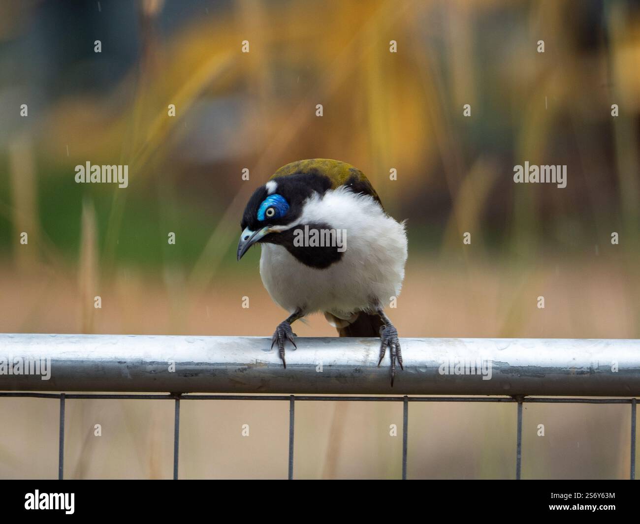 Banana bird or Blue faced honeyeater on the fence Stock Photo - Alamy