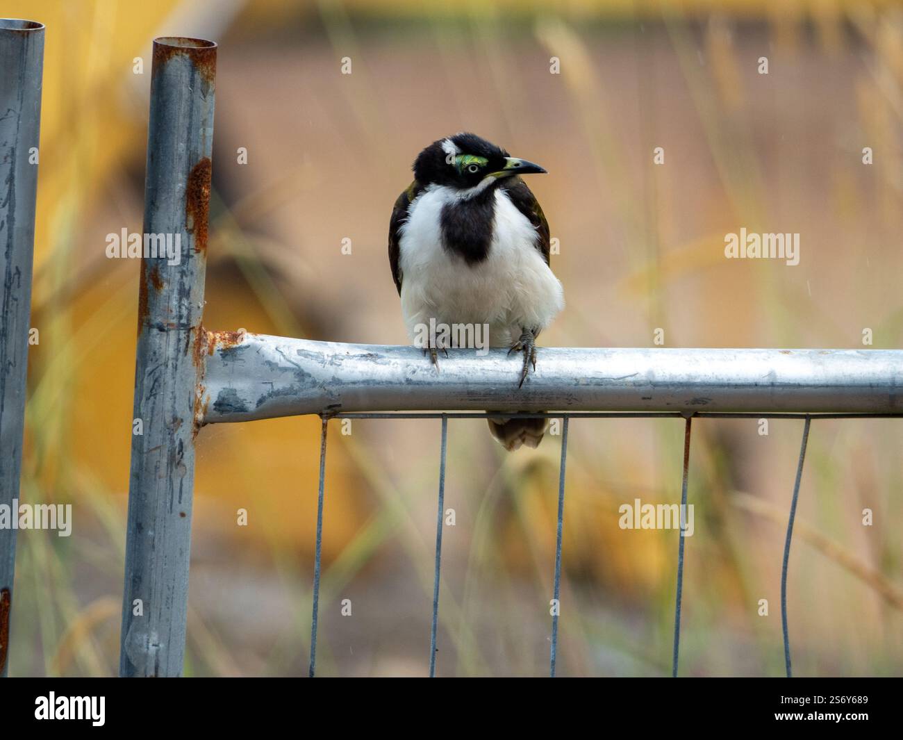 Banana bird or Blue faced honeyeater on the fence Stock Photo - Alamy