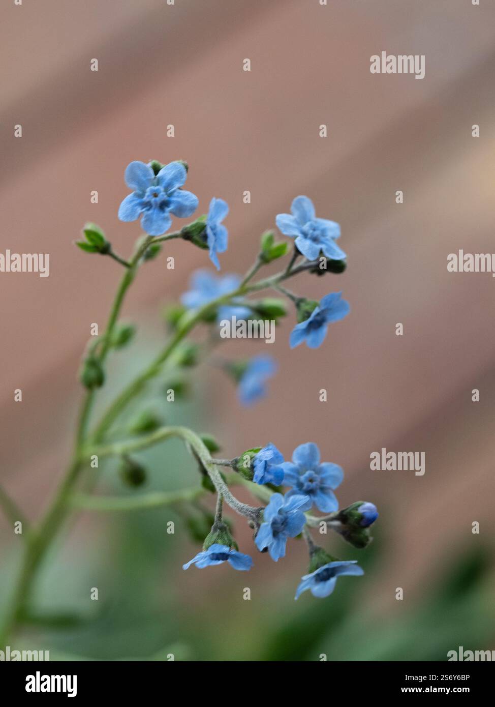 Chinese forget me nots hi-res stock photography and images - Alamy