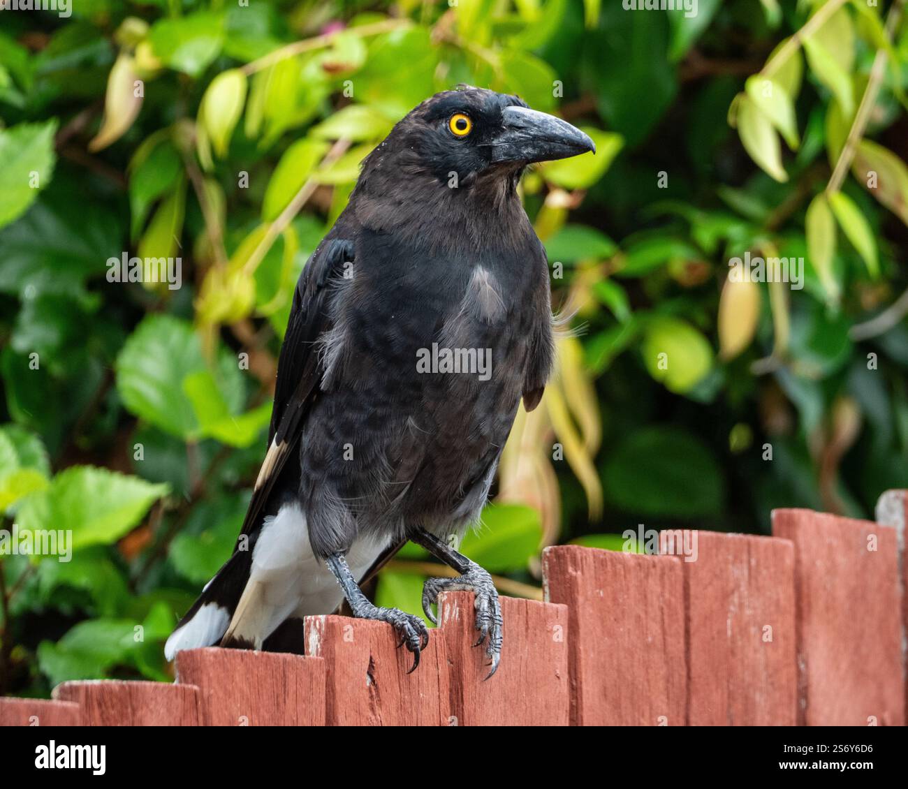 Pied currawong bird sitting on hi-res stock photography and images - Alamy