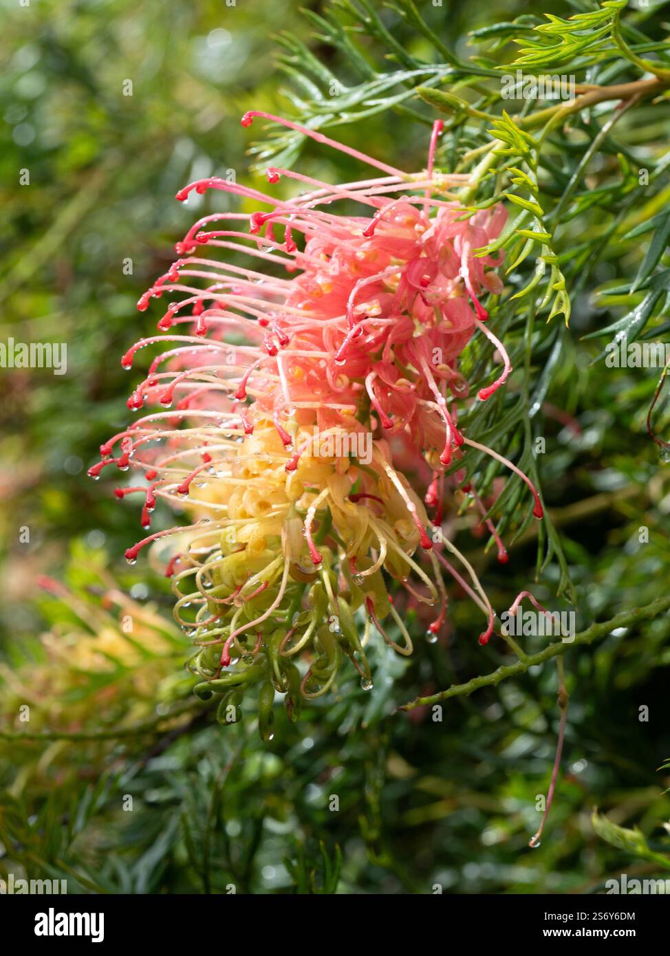Grevillea Loppy Lou flower Stock Photo - Alamy