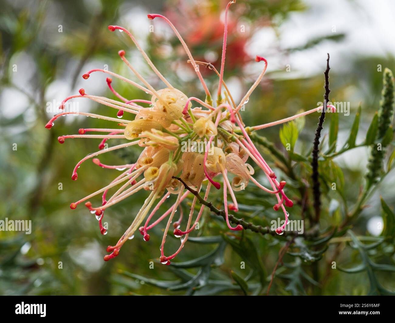 Grevillea Loppy Lou flower Stock Photo - Alamy