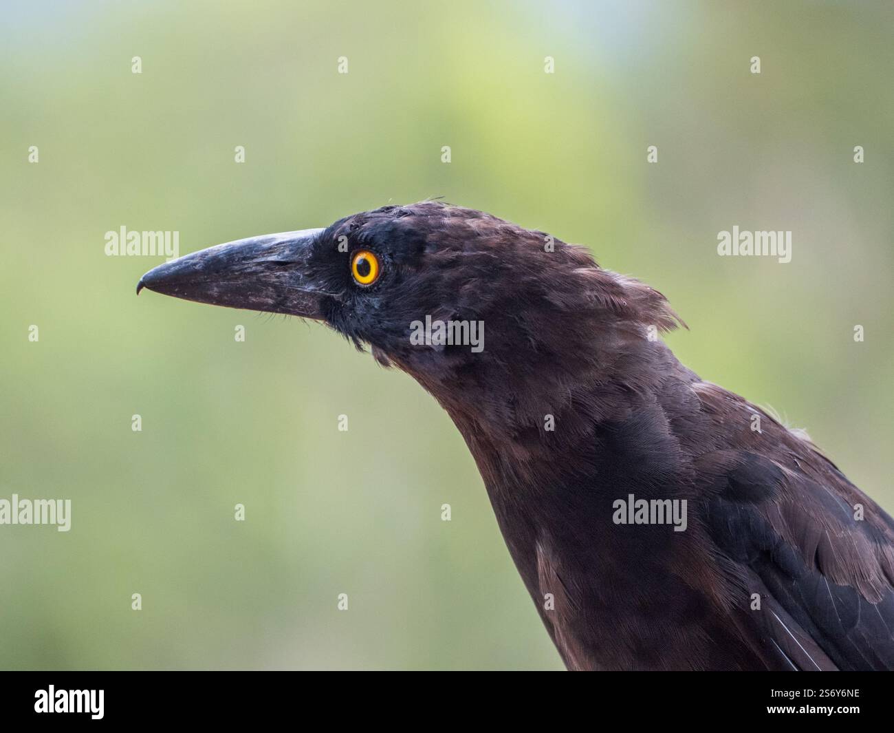 Bird, Pied Currawong, closeup Stock Photo - Alamy