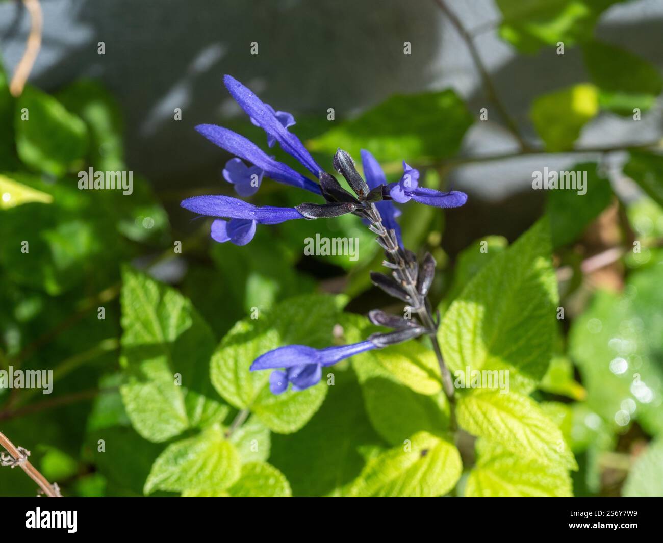 Flowers, purple Salvia Black and Blue, Guaranitica, in a shady spot ...