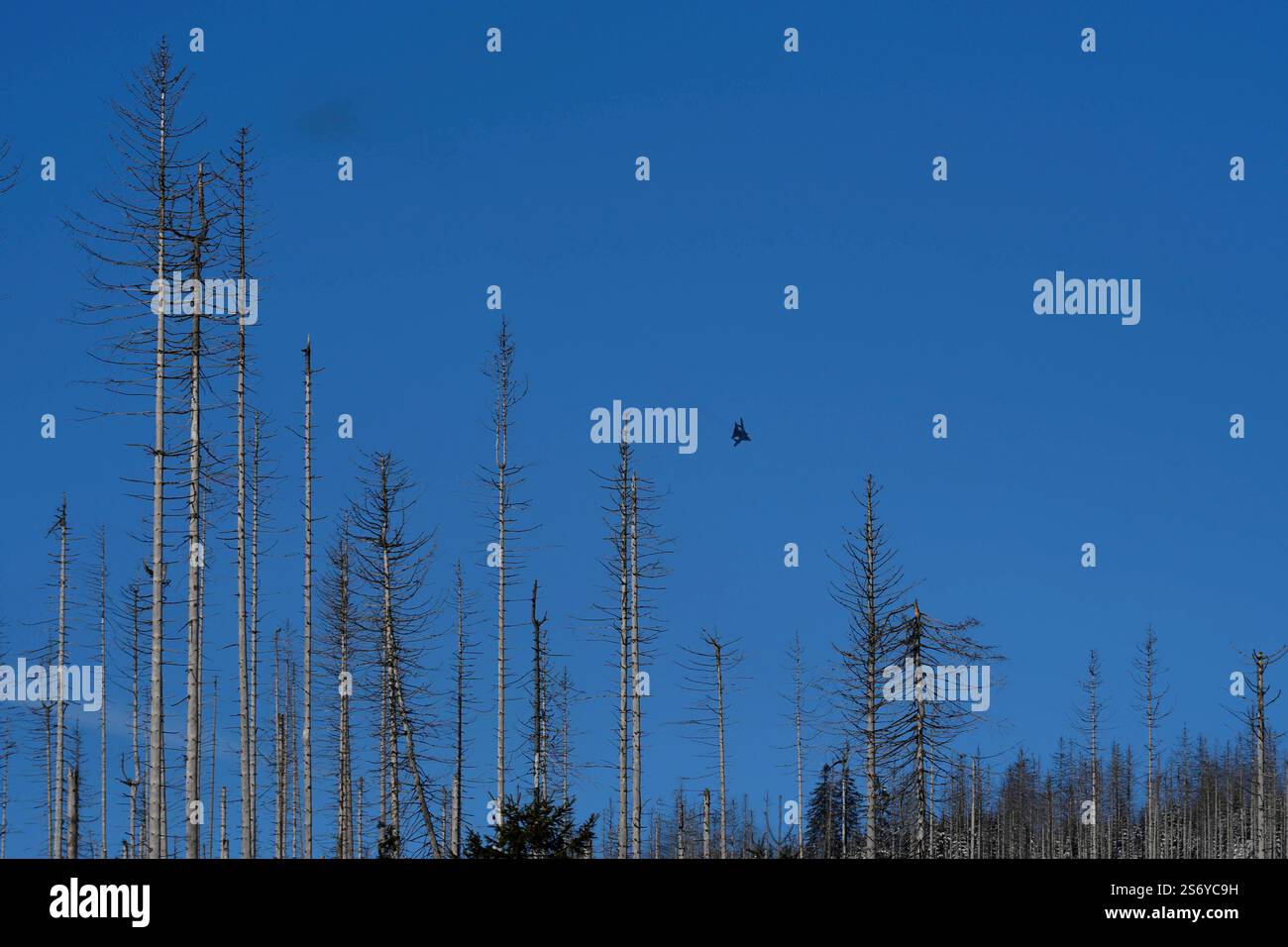 A German army Bundeswehr Tornado jet passes trees, damaged by bark ...