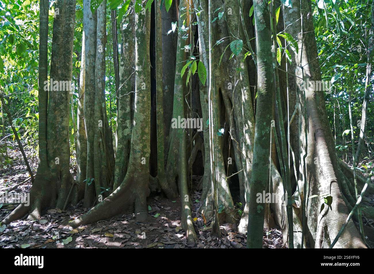 A group of cotton trees in Corcovado National Park in Costa Rica Stock ...