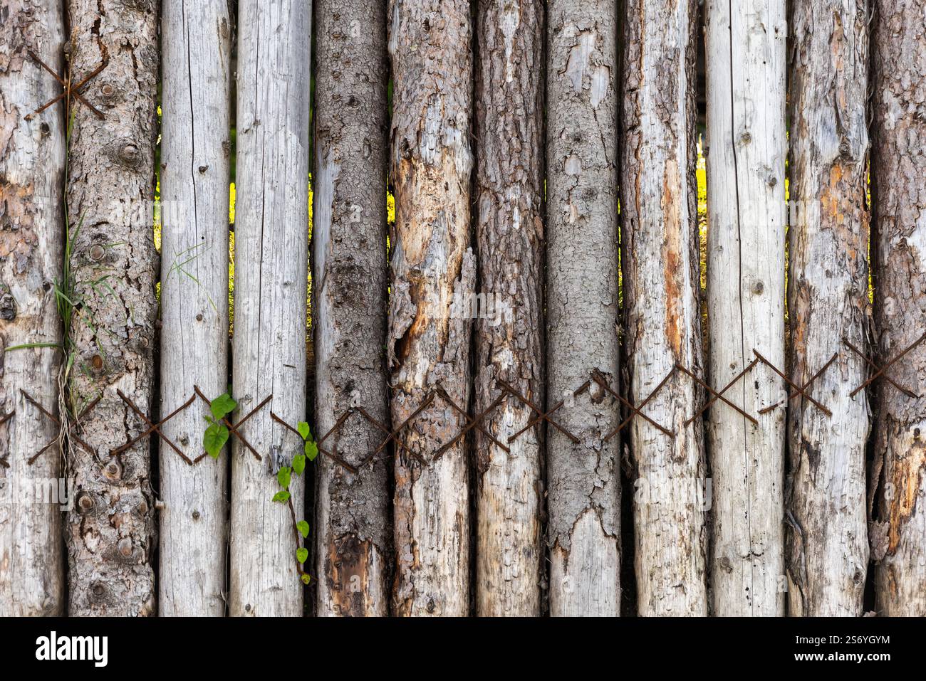 Old grungy dark wooden fence made of slab boards with rusty brackets. Front view, background ...