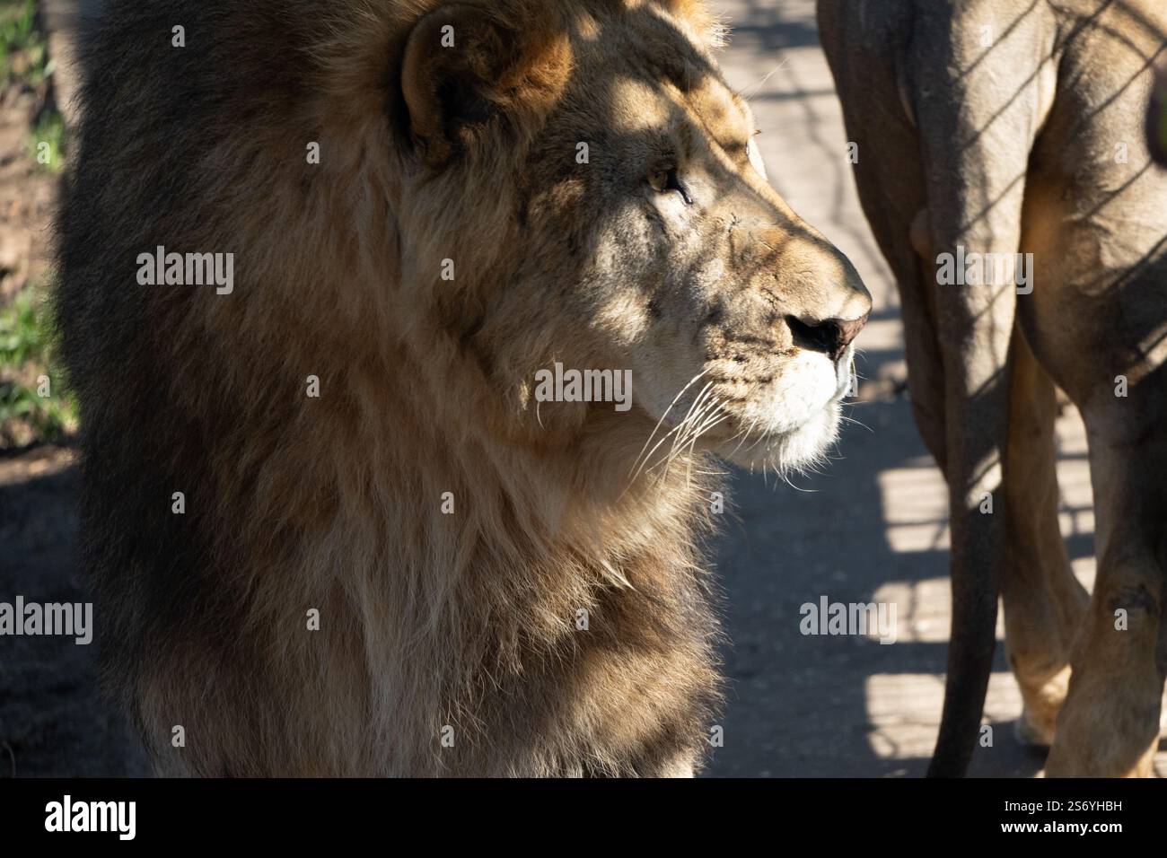 Lion Zoo Enclosure Africa Close-up portrait of a majestic lion in its ...