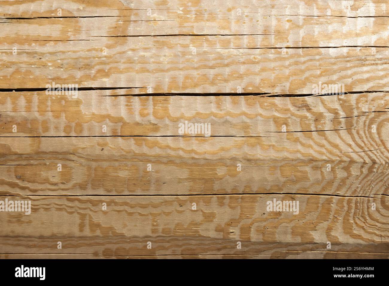 Natural new pine log with cracks, close-up background photo texture ...