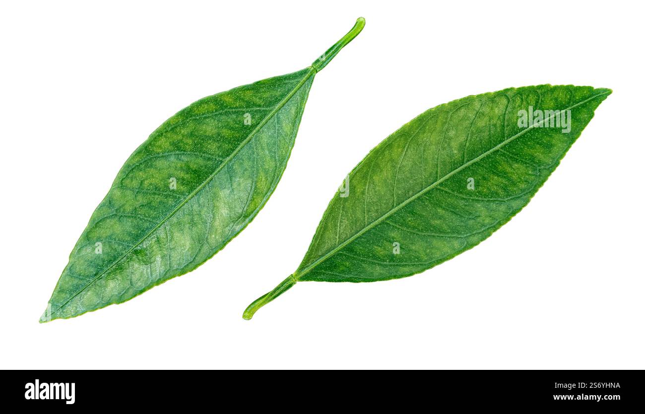 orange leavs isolated on white background with clipping path Stock ...