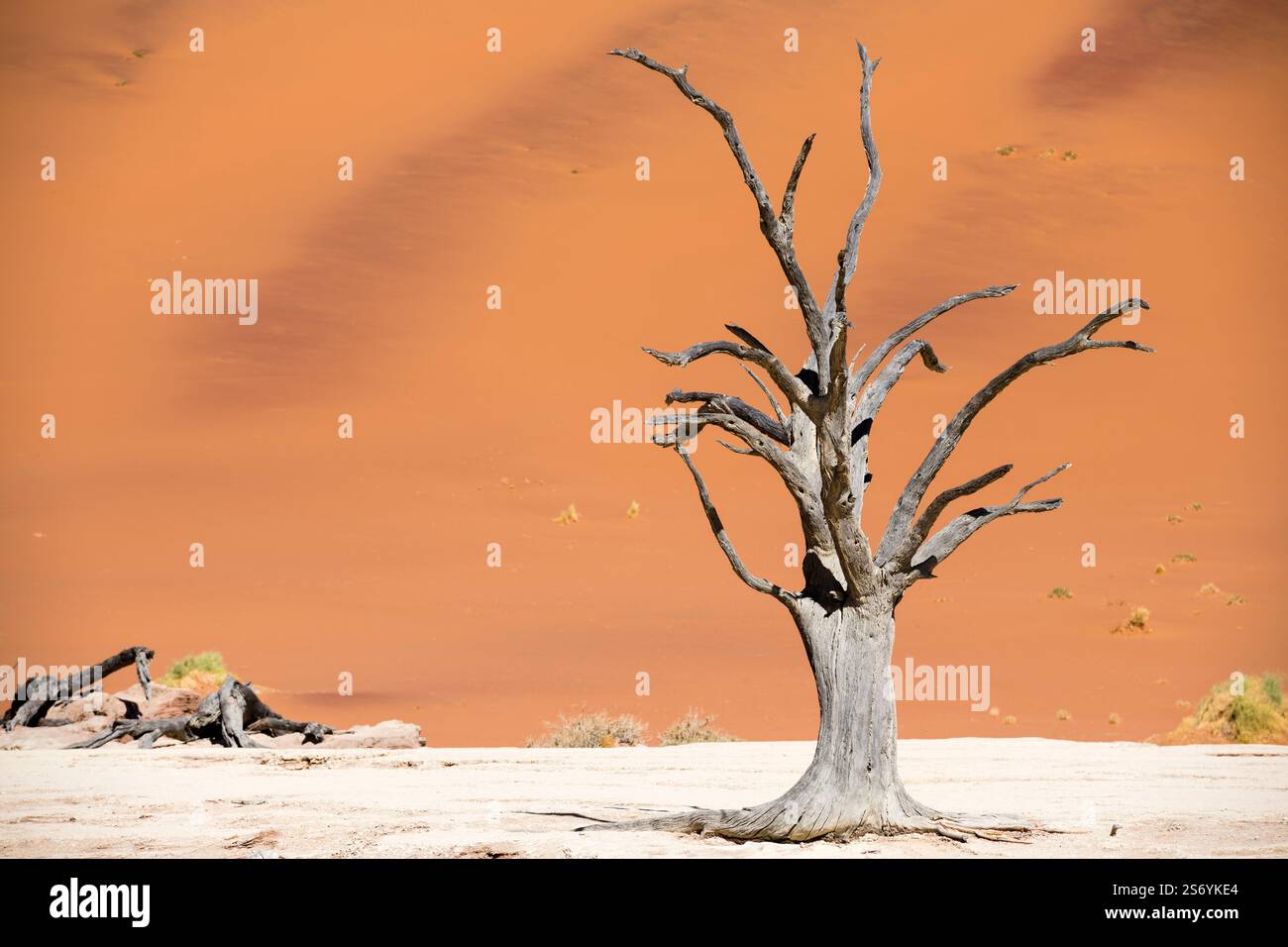 Camel thorn tree with dune in Deadvlei, in Namib-Naukluft National Park ...