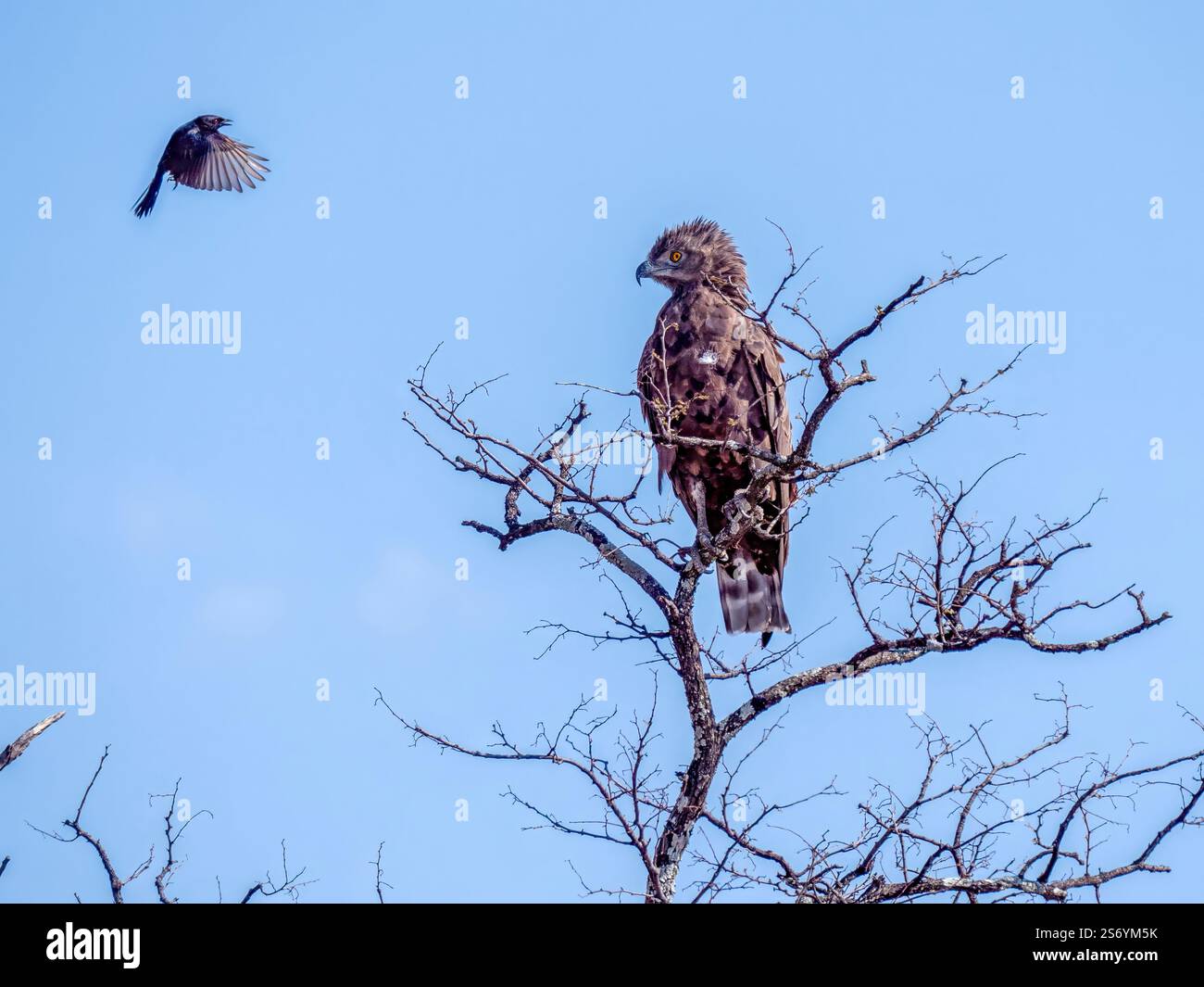 A mourning drongo (Dicrurus adsimilis) attacks a monochrome snake eagle ...