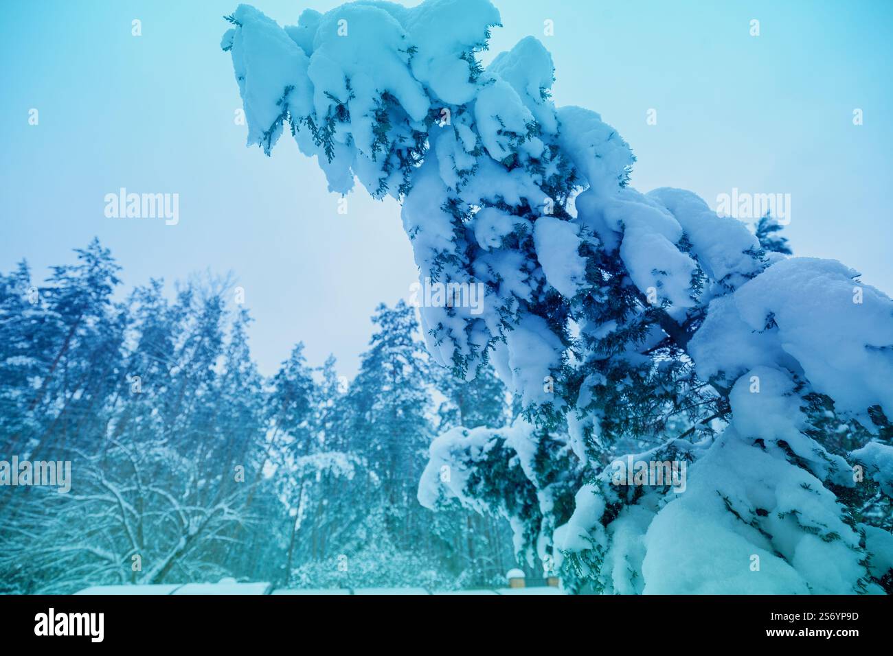 Spruce tree covered with heavy snow on snowy forest background. Forest ...