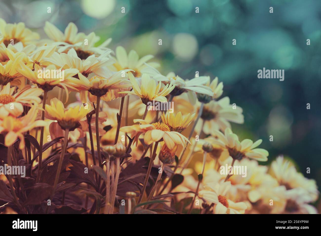 Vintage flower lawn for background. Daisy flowers on a blurred ...