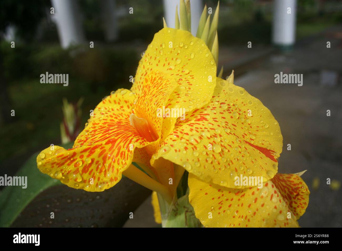 Canna Lily Yellow King Humbert flower when it blooms with raindrops ...