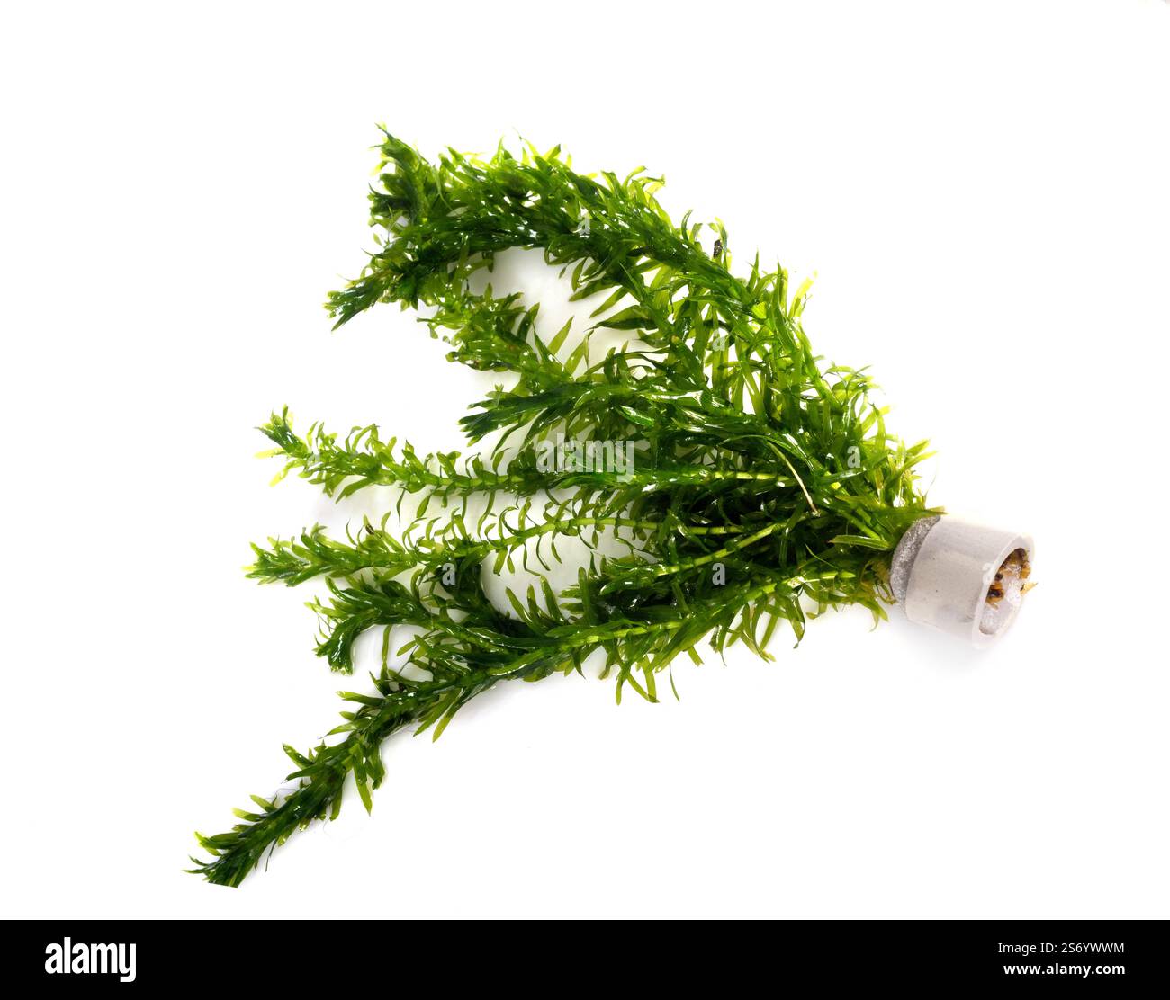 plant for aquarium Elodea in front of white background Stock Photo - Alamy