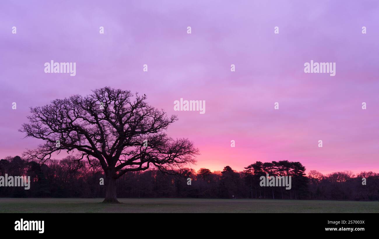 Oak tree southampton common hi-res stock photography and images - Alamy