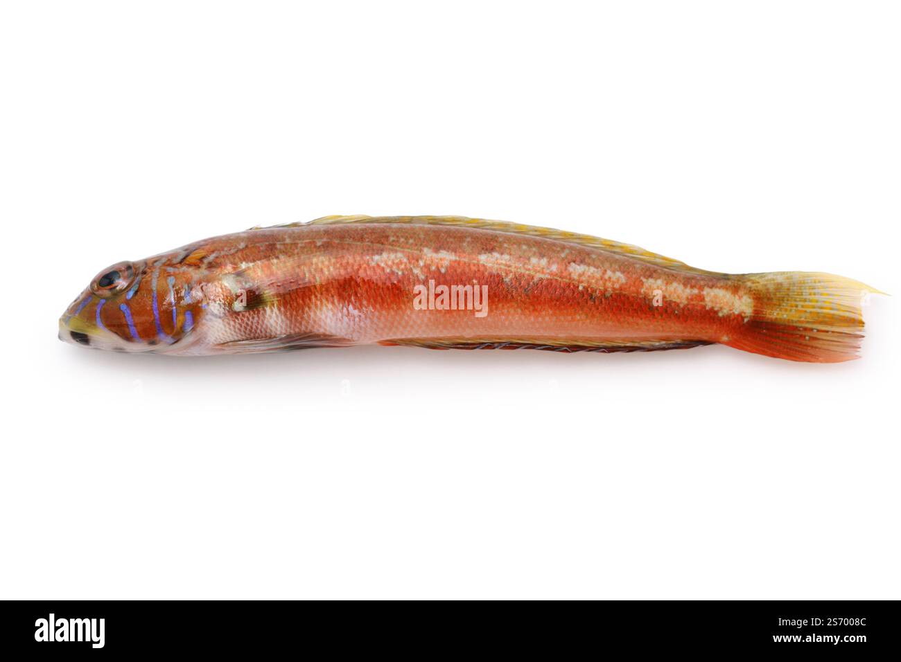 Rosy grub fish ( called Toragisu in Japan) is still an underutilized in ...