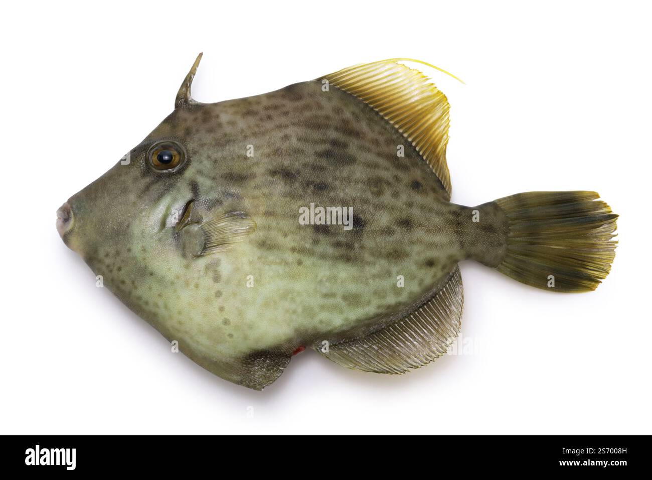 Kawahagi hi-res stock photography and images - Alamy