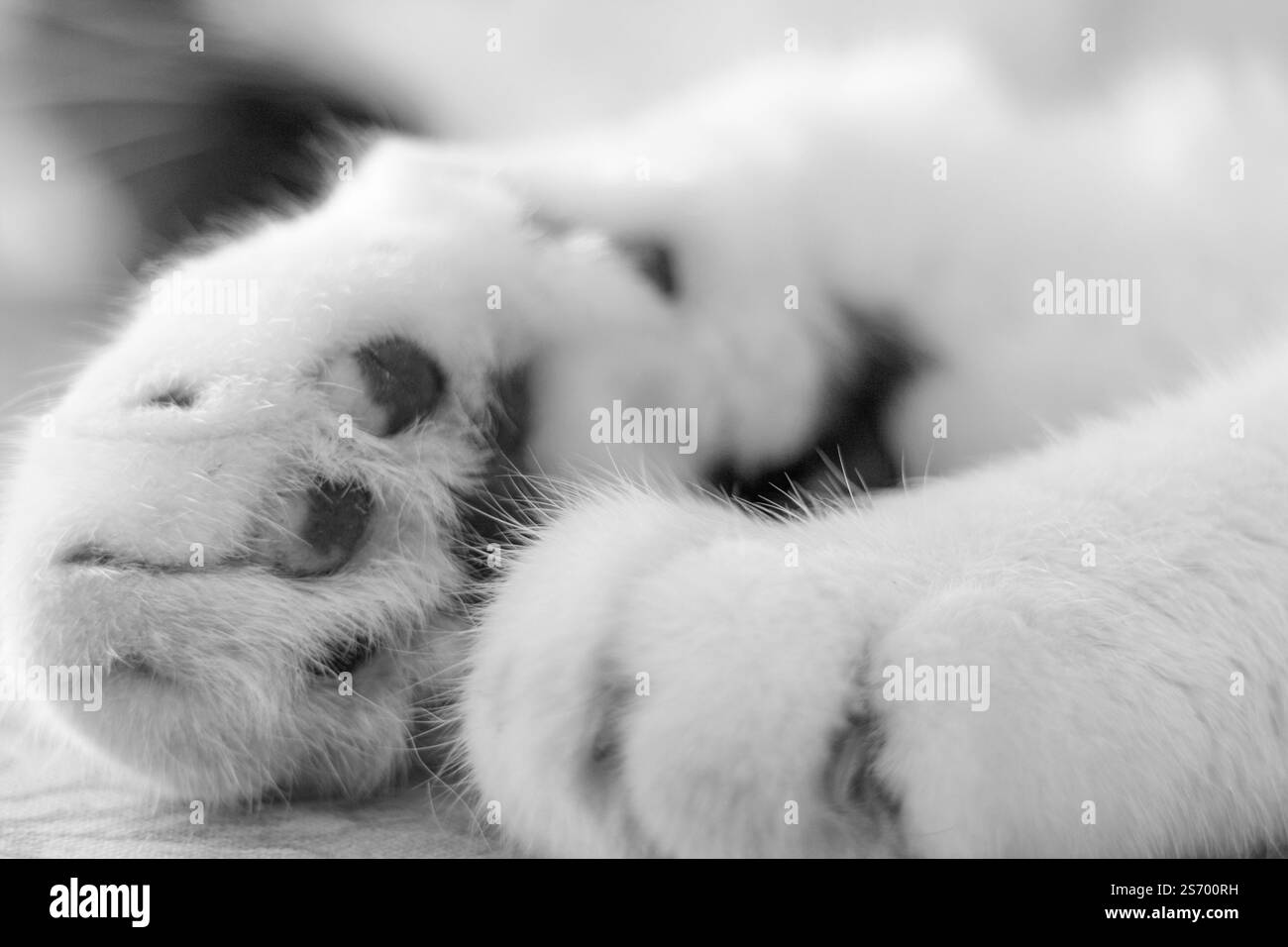 Macro photography of white cat paws, cute details of paws, pet ...