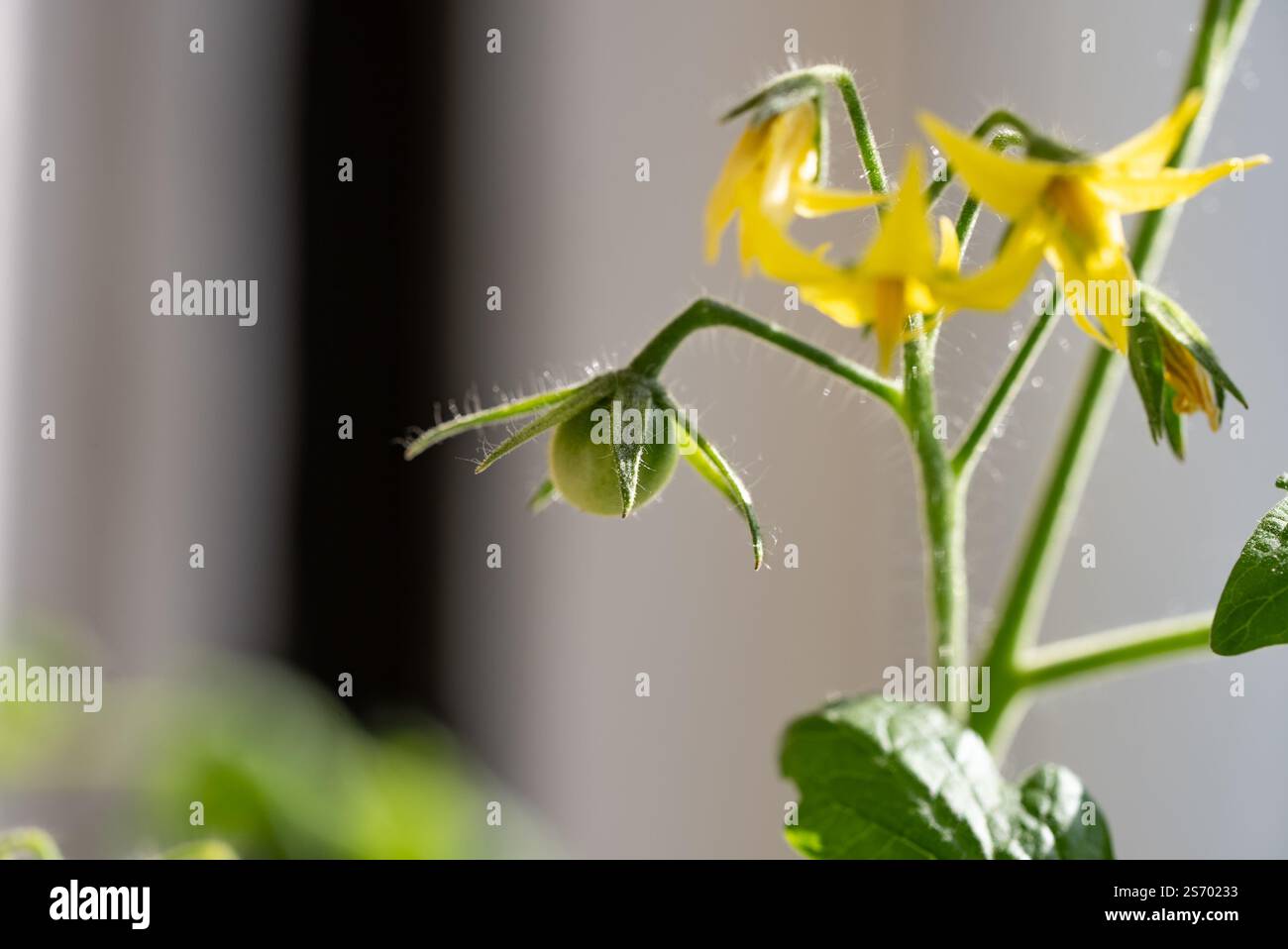 Small green tomatoes growing on a vine alongside delicate yellow ...