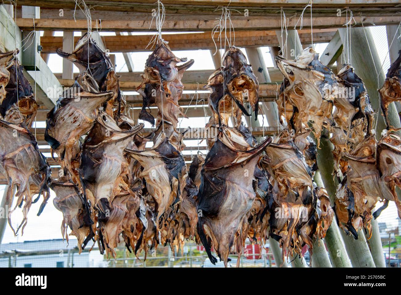 Dried Cod Heads in Lofoten - Norway Stock Photo - Alamy